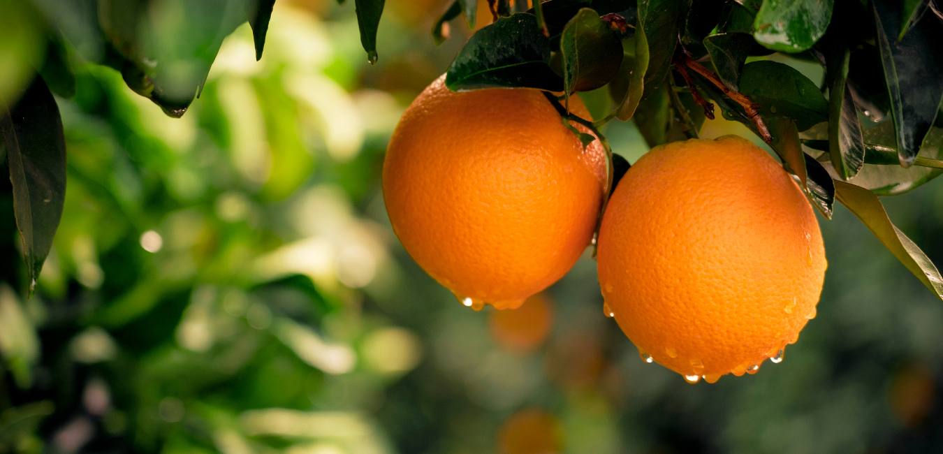 Jaffa orange | Bazarrna Jaffa orange, freepalestine, gaza,